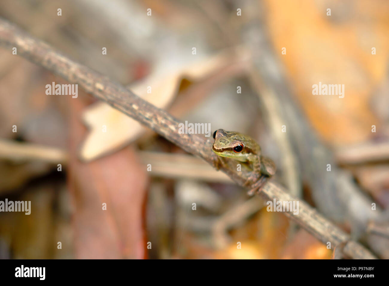 Freedom frog hi-res stock photography and images - Alamy