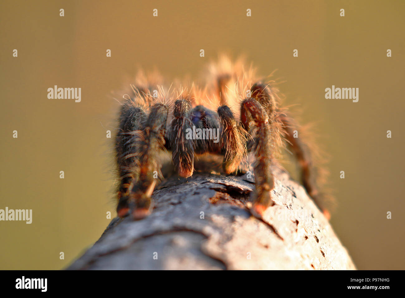 Tarantula de patas rosadas (Avicularia avicularia), ejemplar tomado en ...