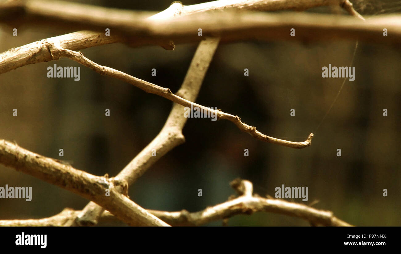 Closeup Dry tree branch, nature shot Stock Photo - Alamy