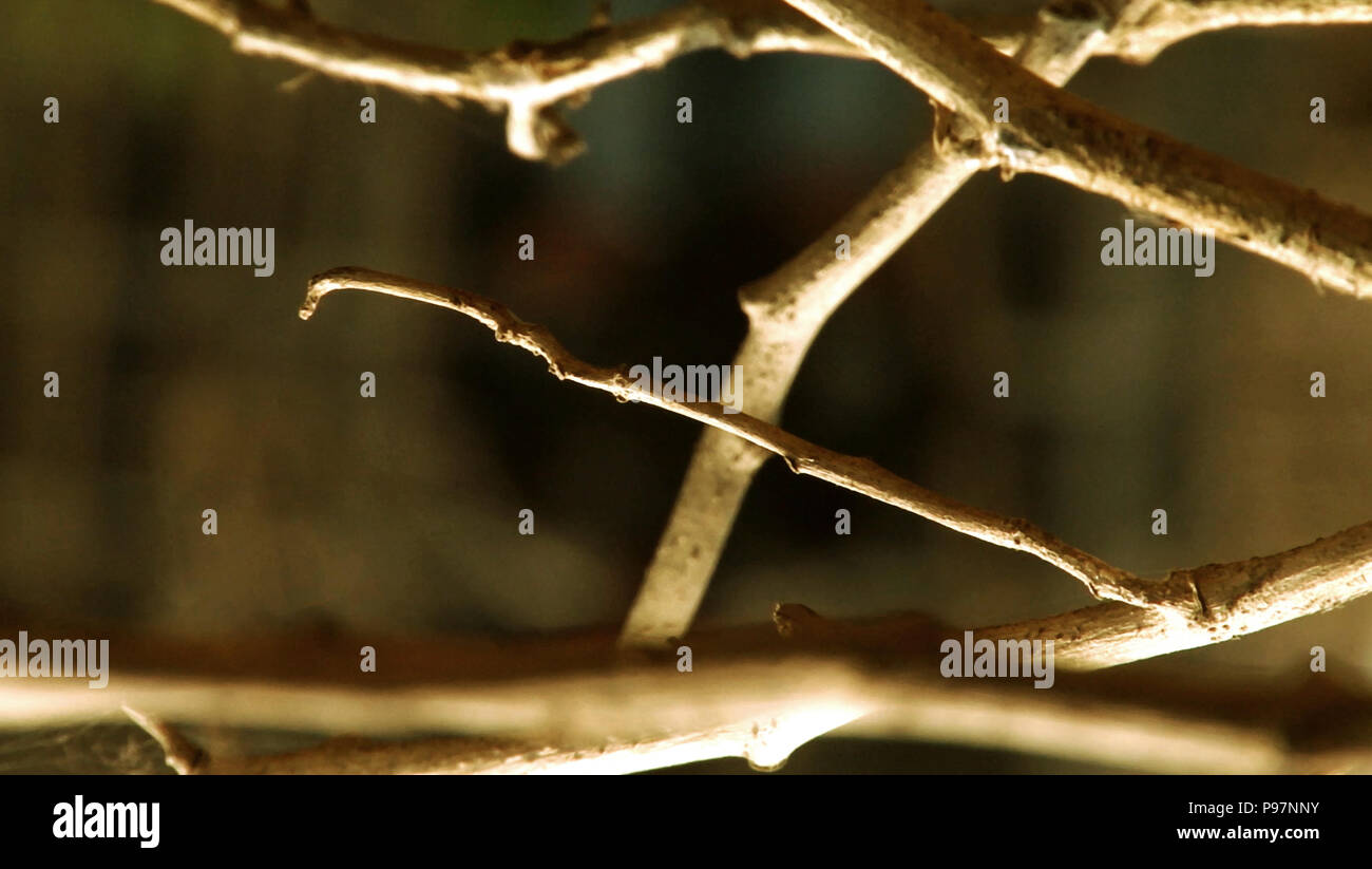 Closeup Dry tree branch, nature shot Stock Photo - Alamy
