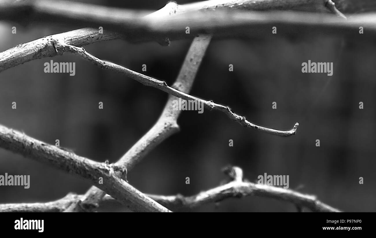 Old grey tree branches Black and White Stock Photos & Images - Alamy