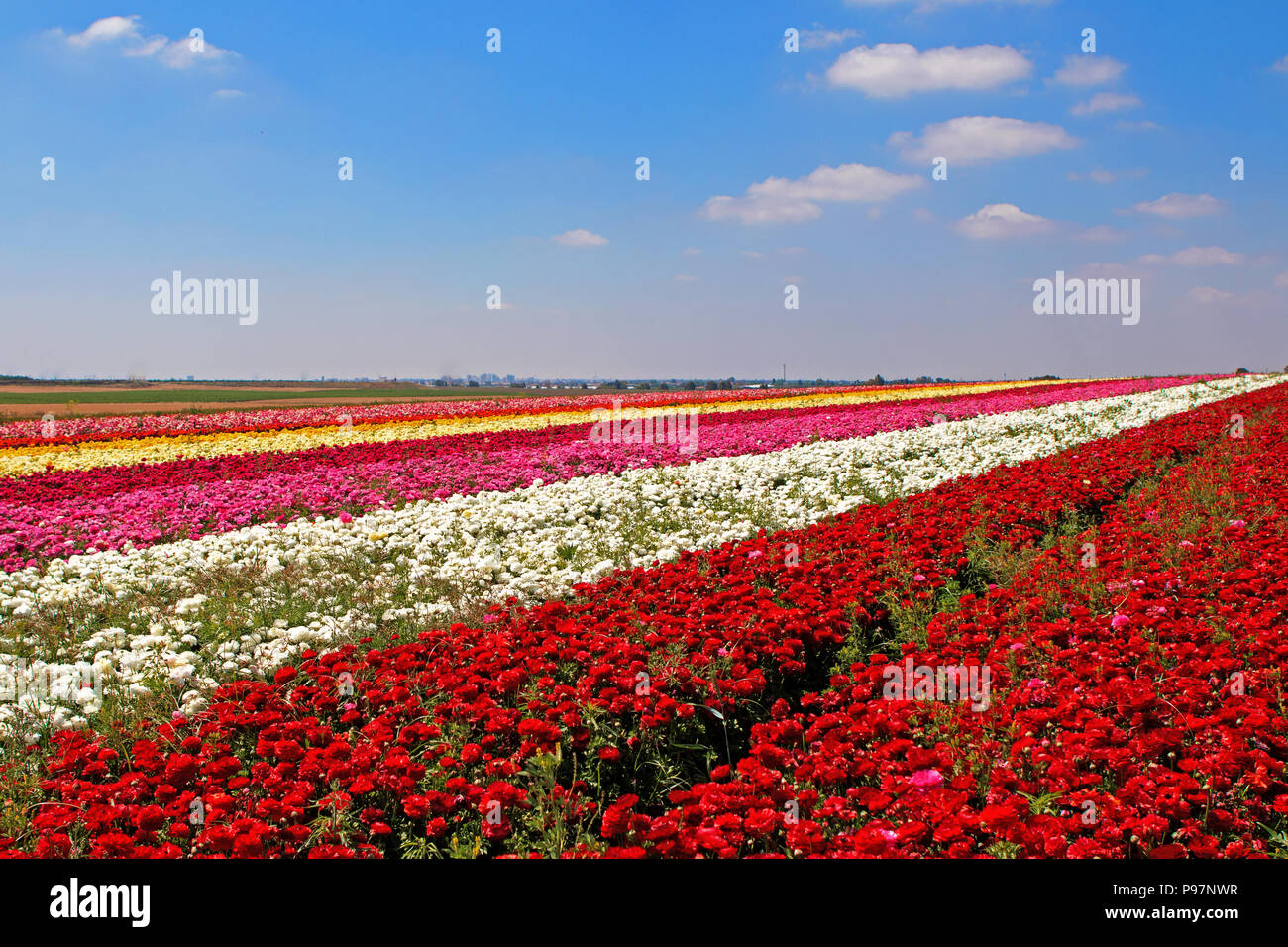 Multi colored flower lines stretching to horizon Stock Photo - Alamy