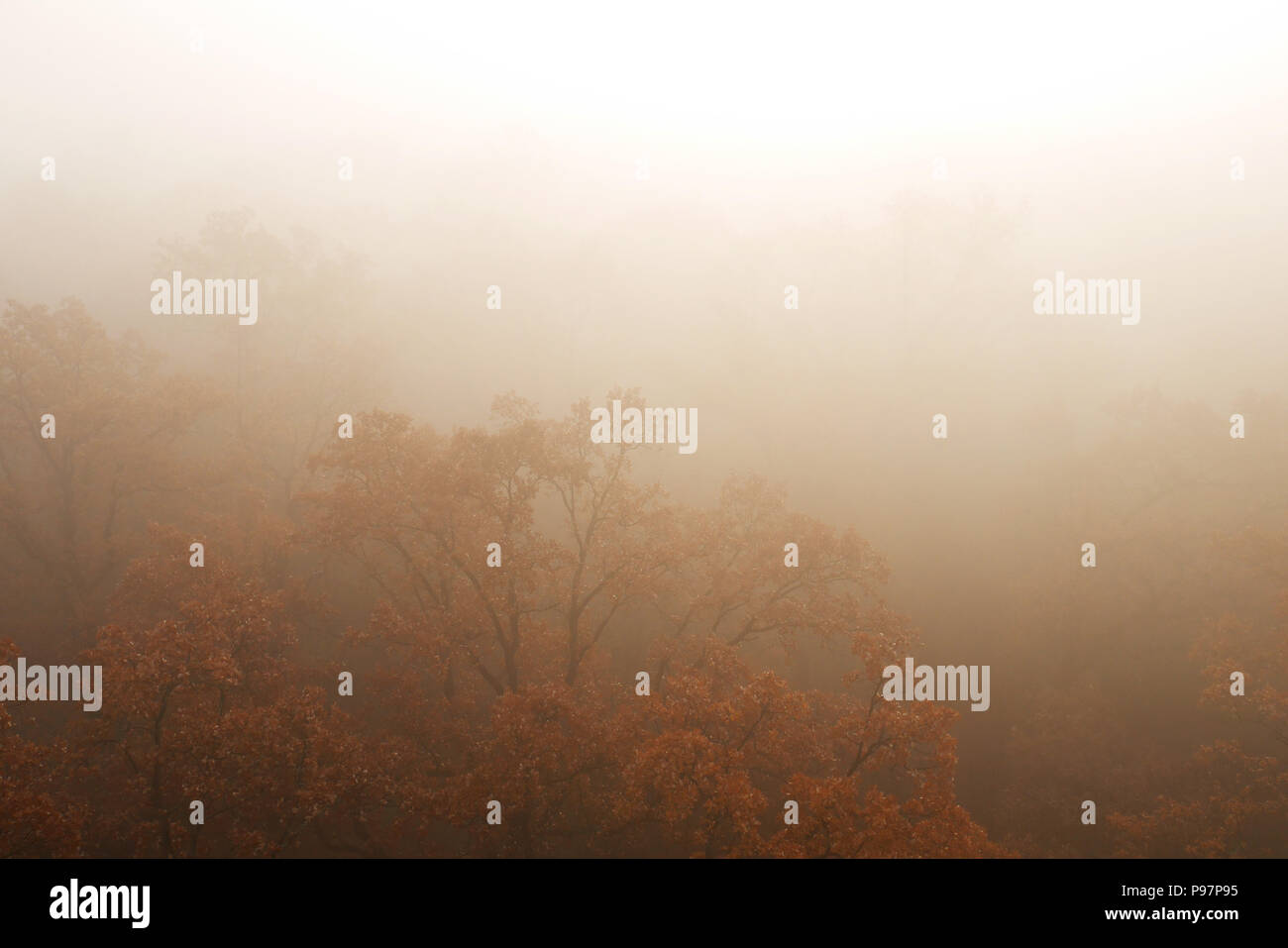 Pine tree tops forest hi-res stock photography and images - Alamy