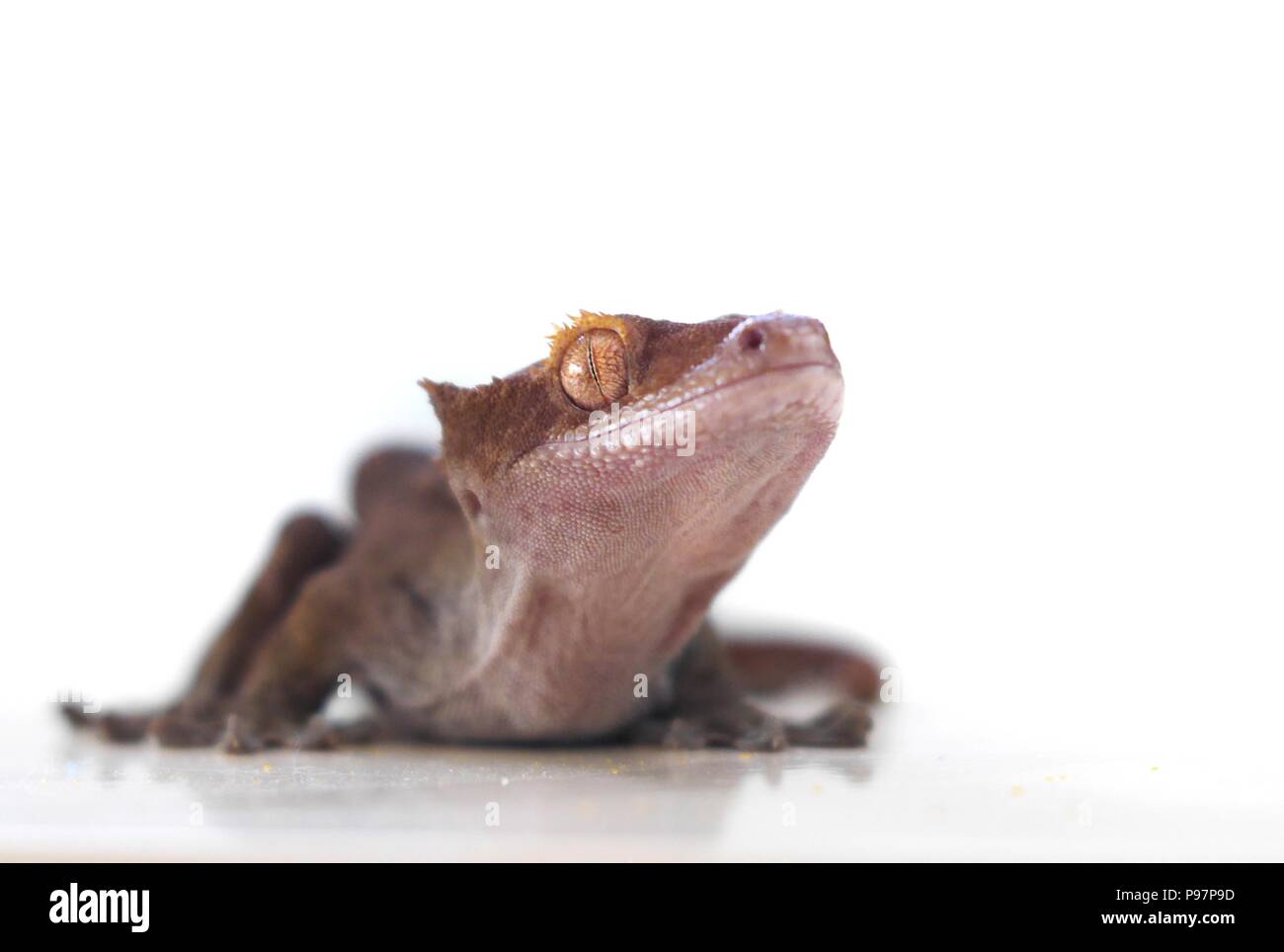 Crested Gecko on wthite background looking at the camera Stock Photo ...