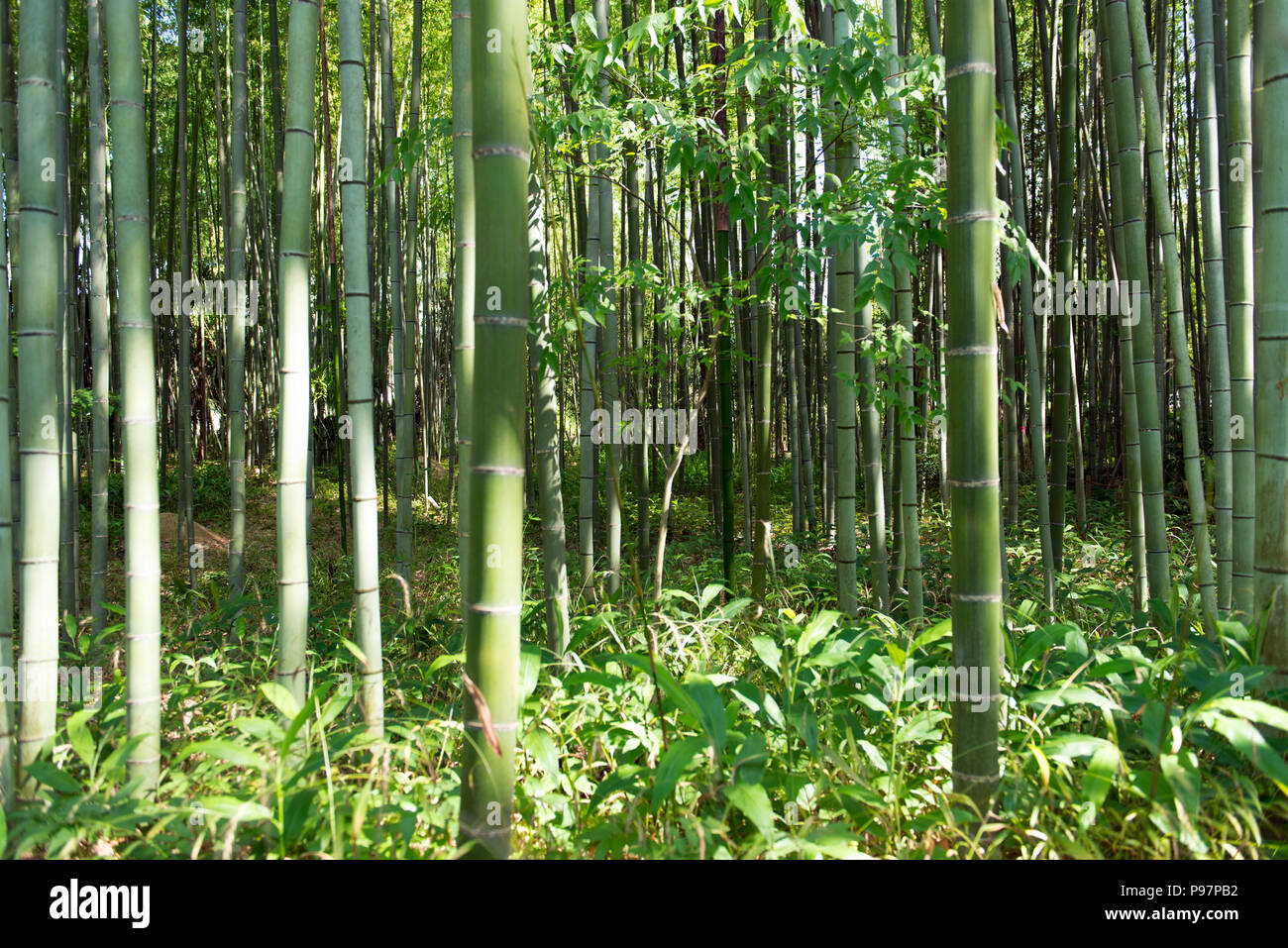 Japan green garden hi-res stock photography and images - Alamy