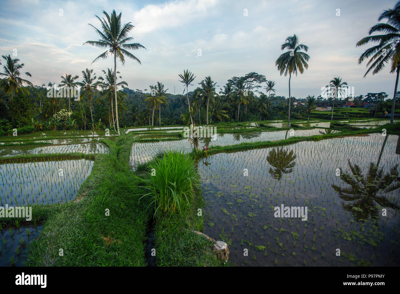 Green rice terraces in Bali island, Indonesia Stock Photo - Alamy