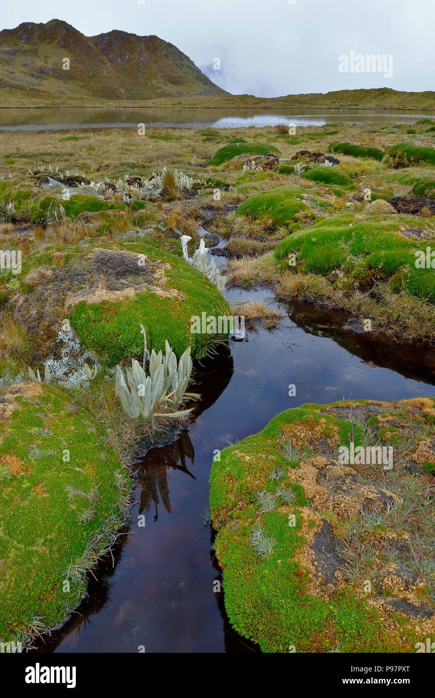 Banks of lagoon full of moss (Distichia muscoides). Huancayo, Peru ...