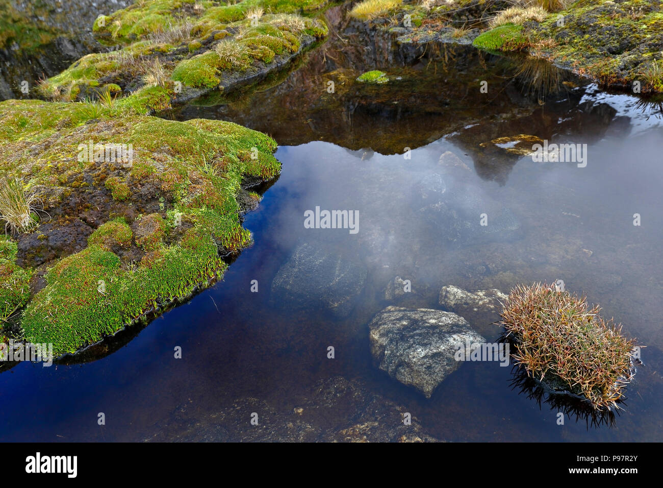 Banks of lagoon full of moss (Distichia muscoides). Huancayo, Peru ...
