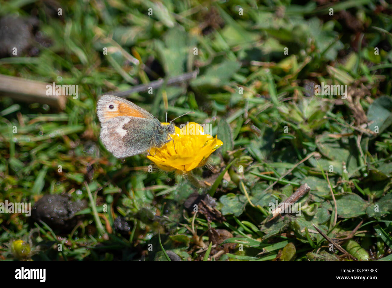 Butterfly On Buttercup Flower High Resolution Stock Photography and ...