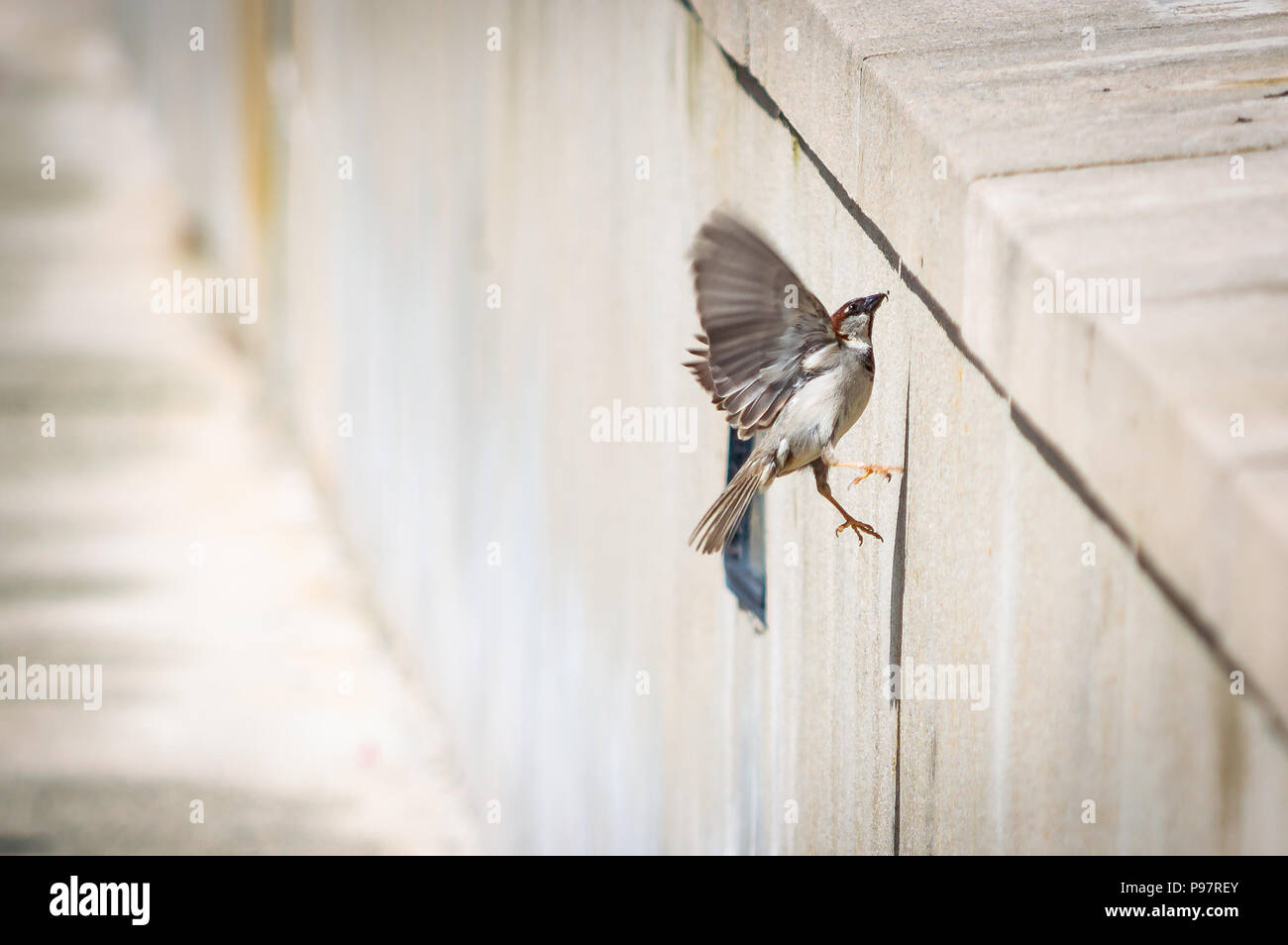 Sparrow hunting for spiders Stock Photo - Alamy