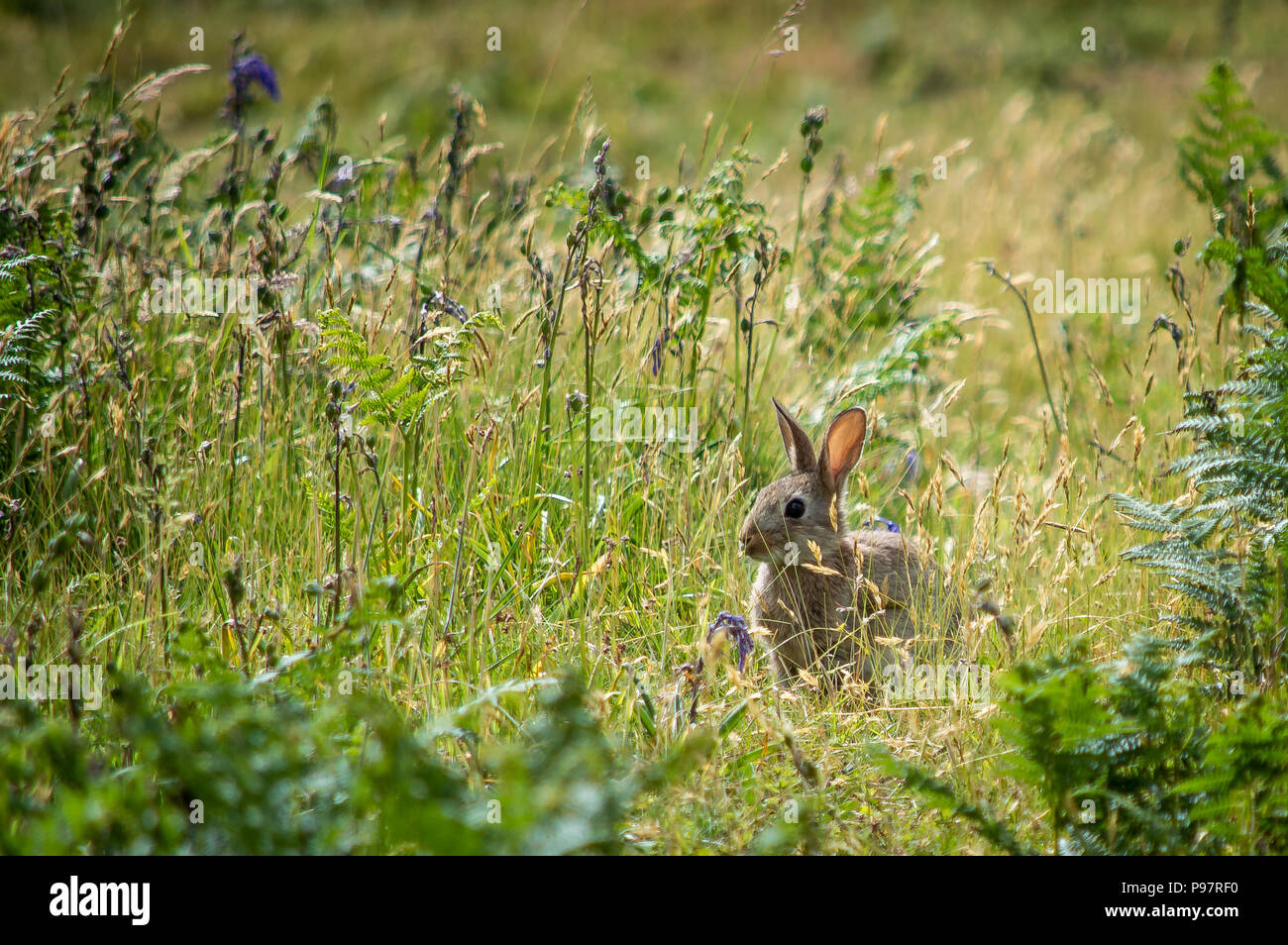 Rabbit in ireland hi-res stock photography and images - Alamy