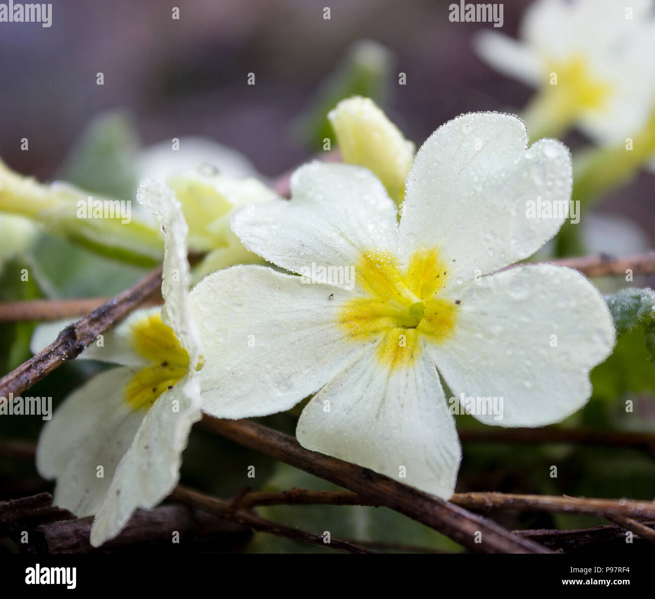 Flowers of the spring Stock Photo - Alamy