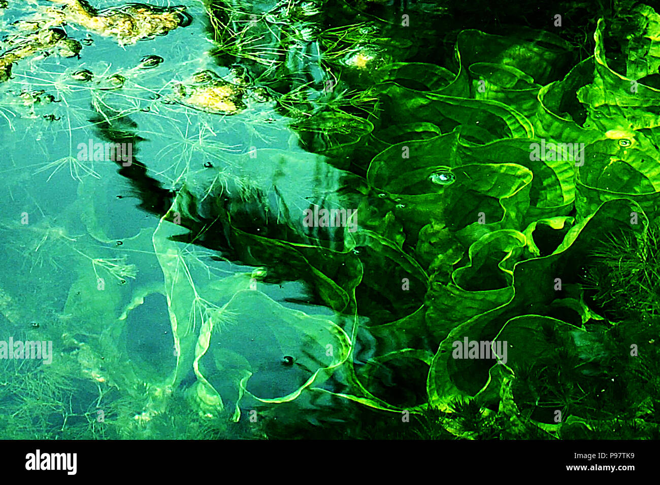 Aquatic Plants top view underwater, colorful shot day effects Stock ...