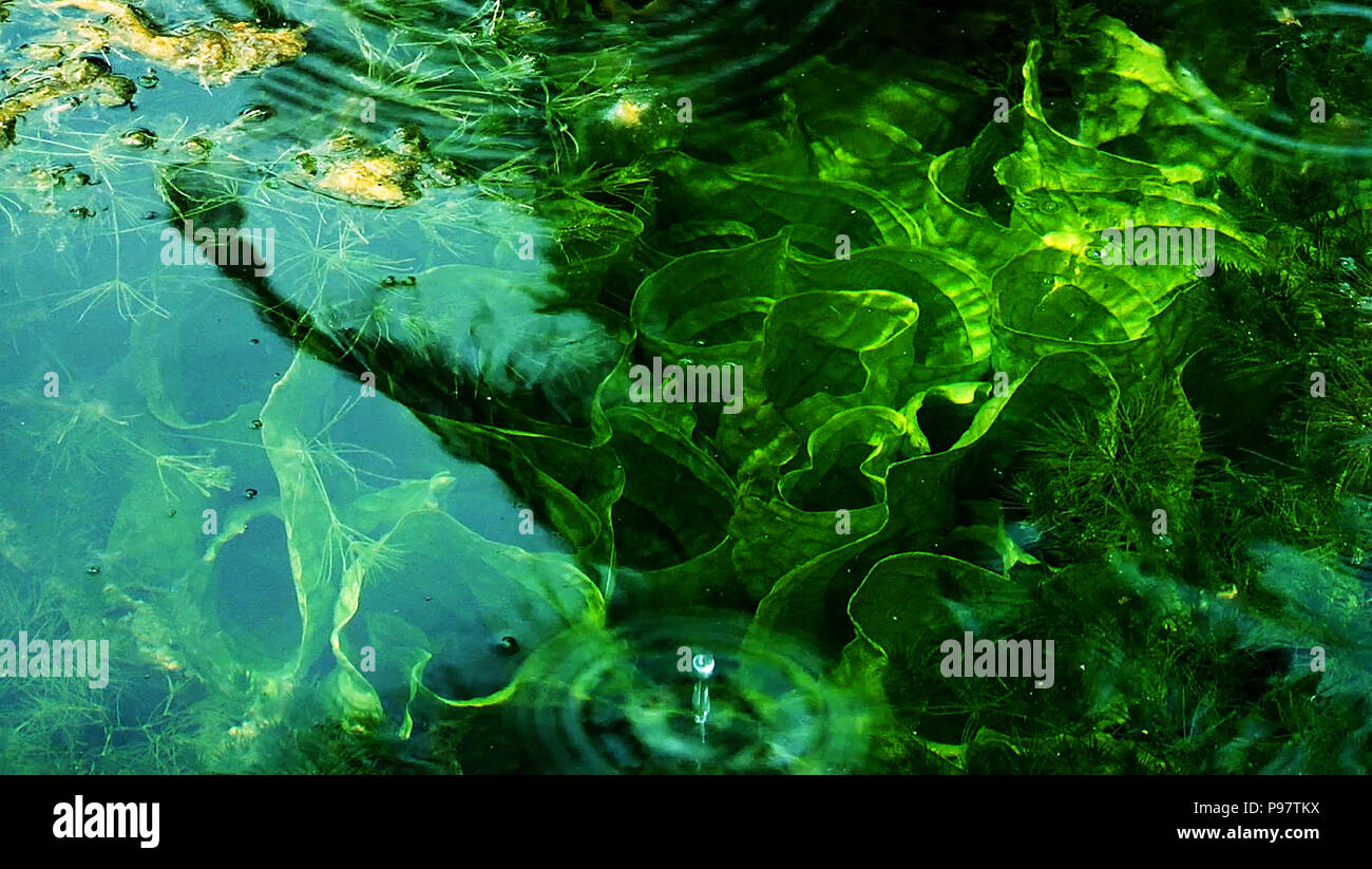 Aquatic Plants top view underwater, colorful shot day effects Stock ...
