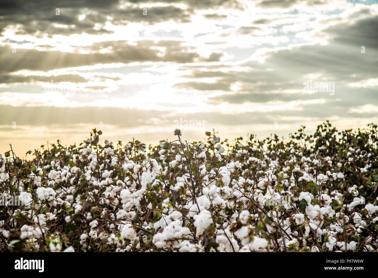 Cotton field plantation texture background Stock Photo - Alamy
