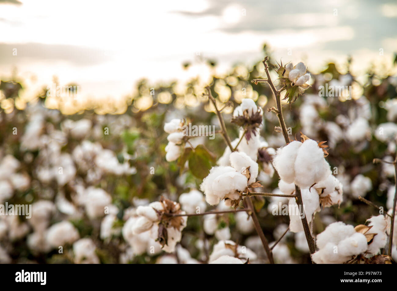 Cotton field plantation texture background Stock Photo - Alamy