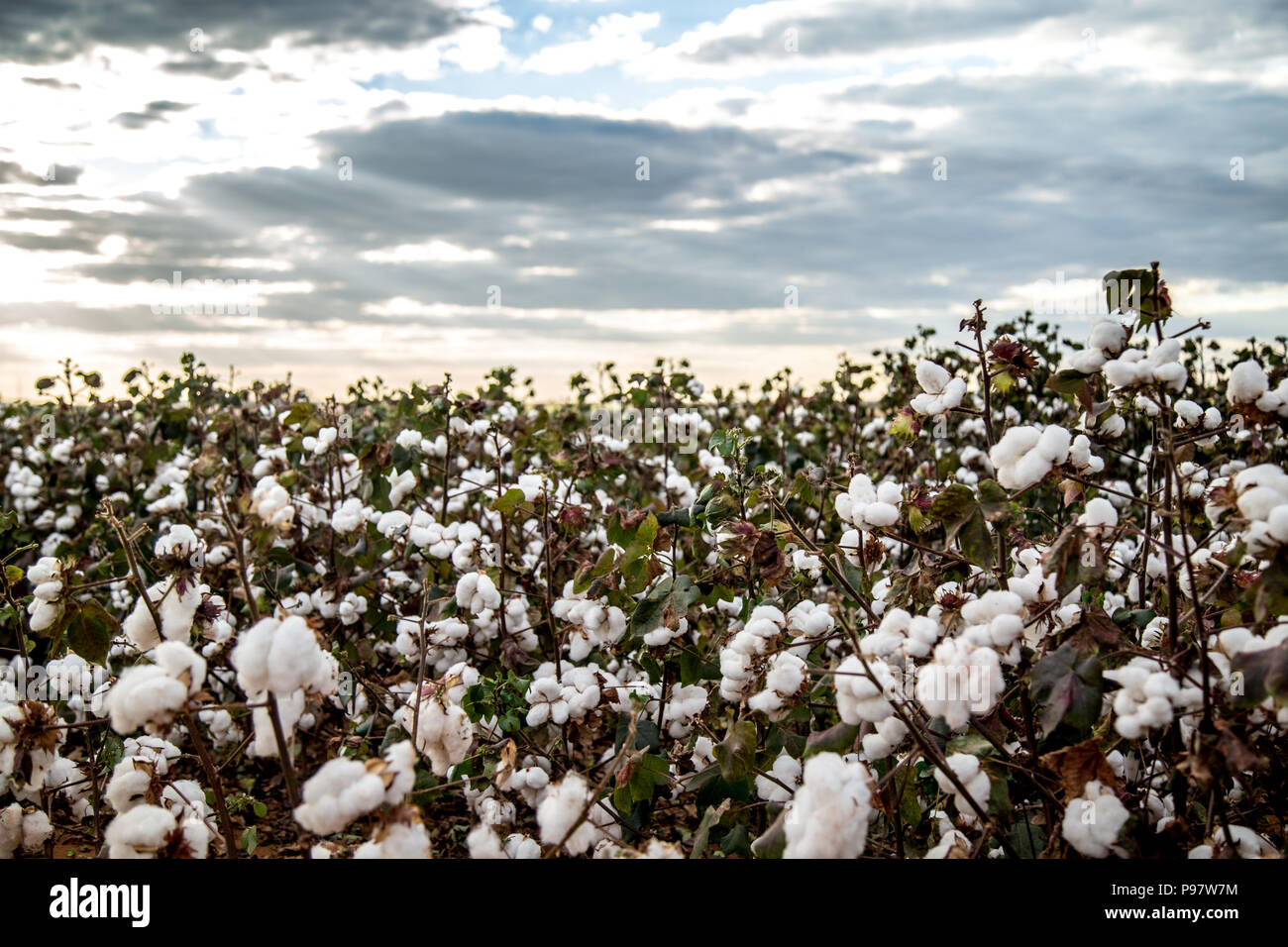 Cotton field plantation texture background Stock Photo - Alamy
