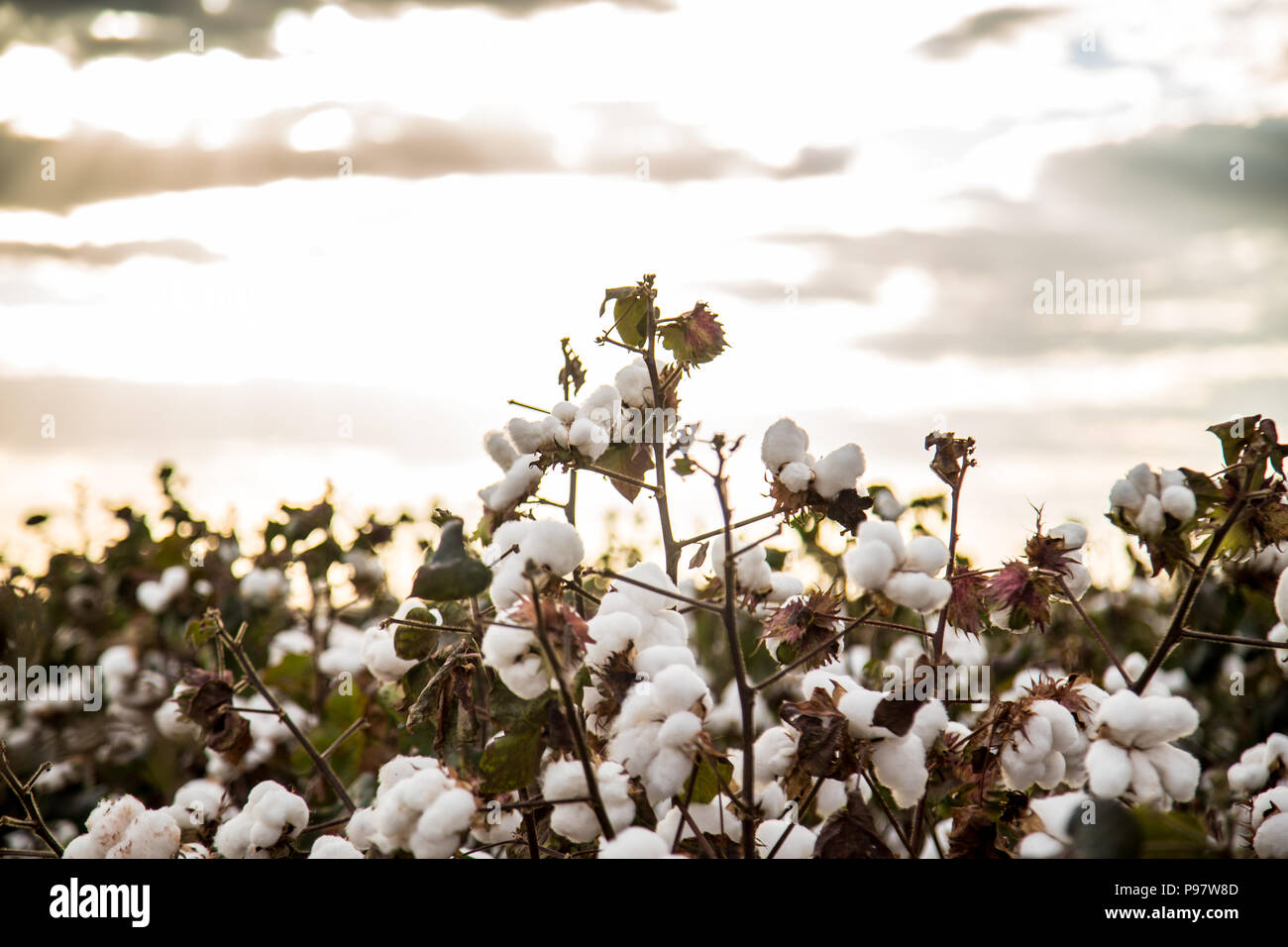 Cotton field plantation texture background Stock Photo - Alamy