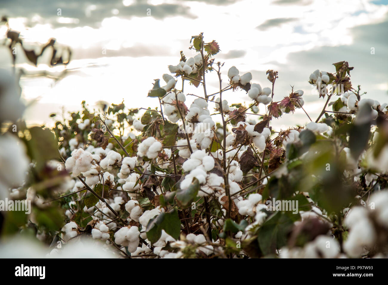 Cotton field plantation texture background Stock Photo - Alamy