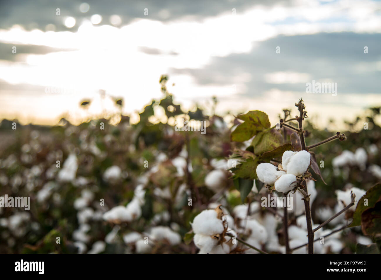 Cotton field plantation texture background Stock Photo - Alamy