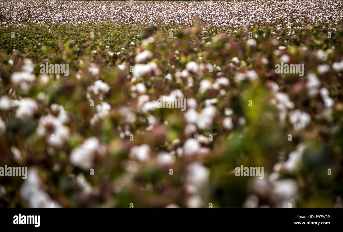 Cotton field plantation texture background Stock Photo - Alamy