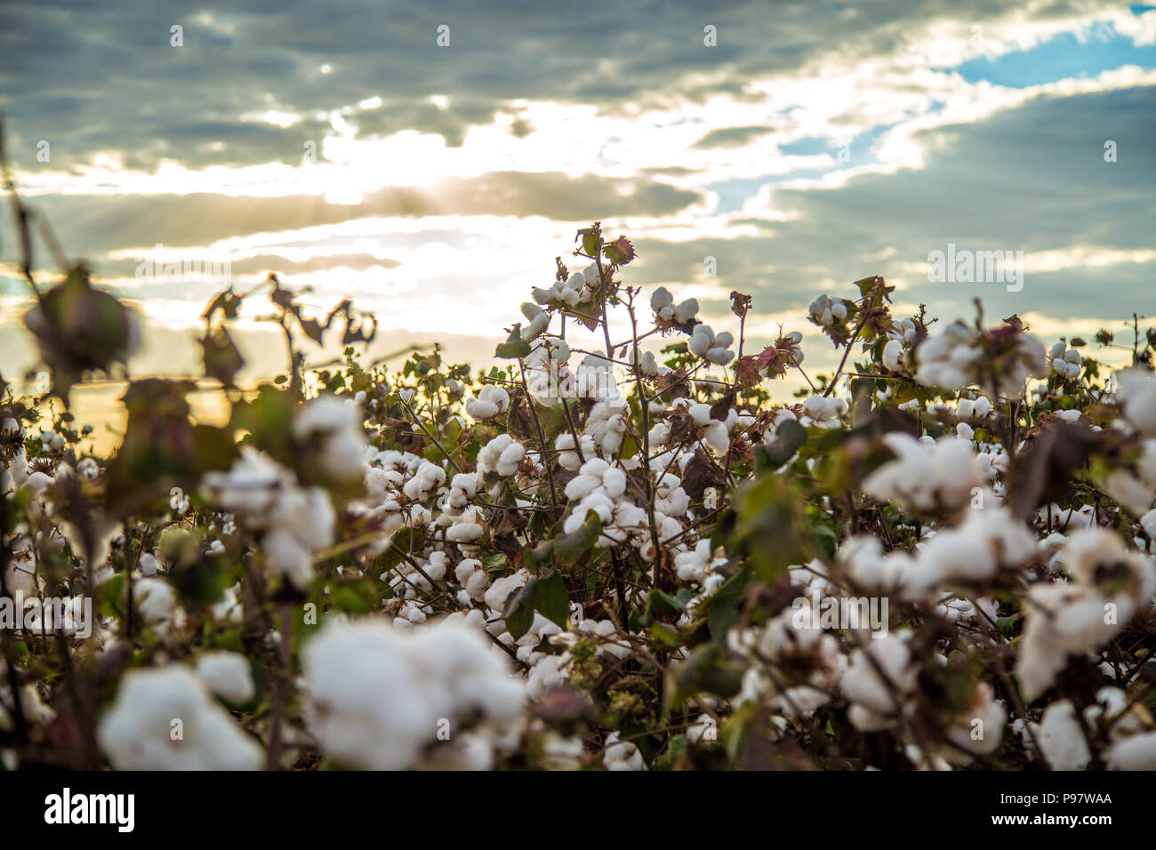 Cotton field plantation texture background Stock Photo - Alamy