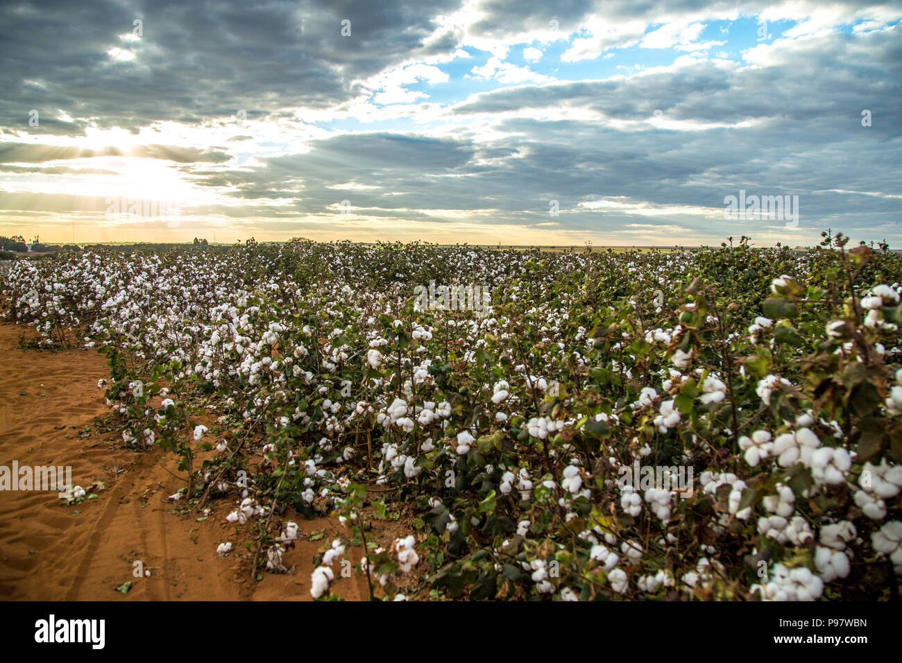 Cotton field plantation texture background Stock Photo - Alamy