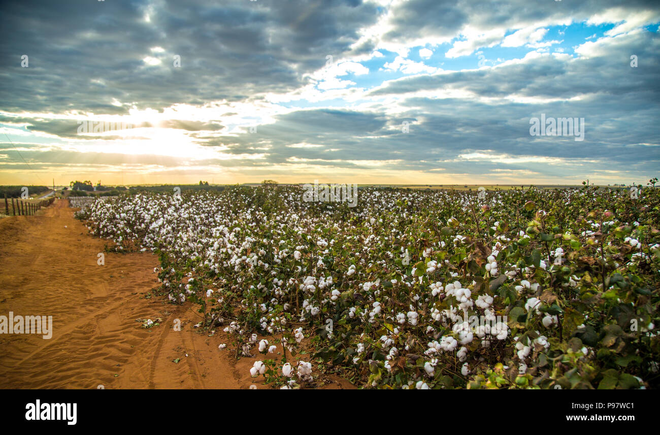 Cotton field plantation texture background Stock Photo - Alamy