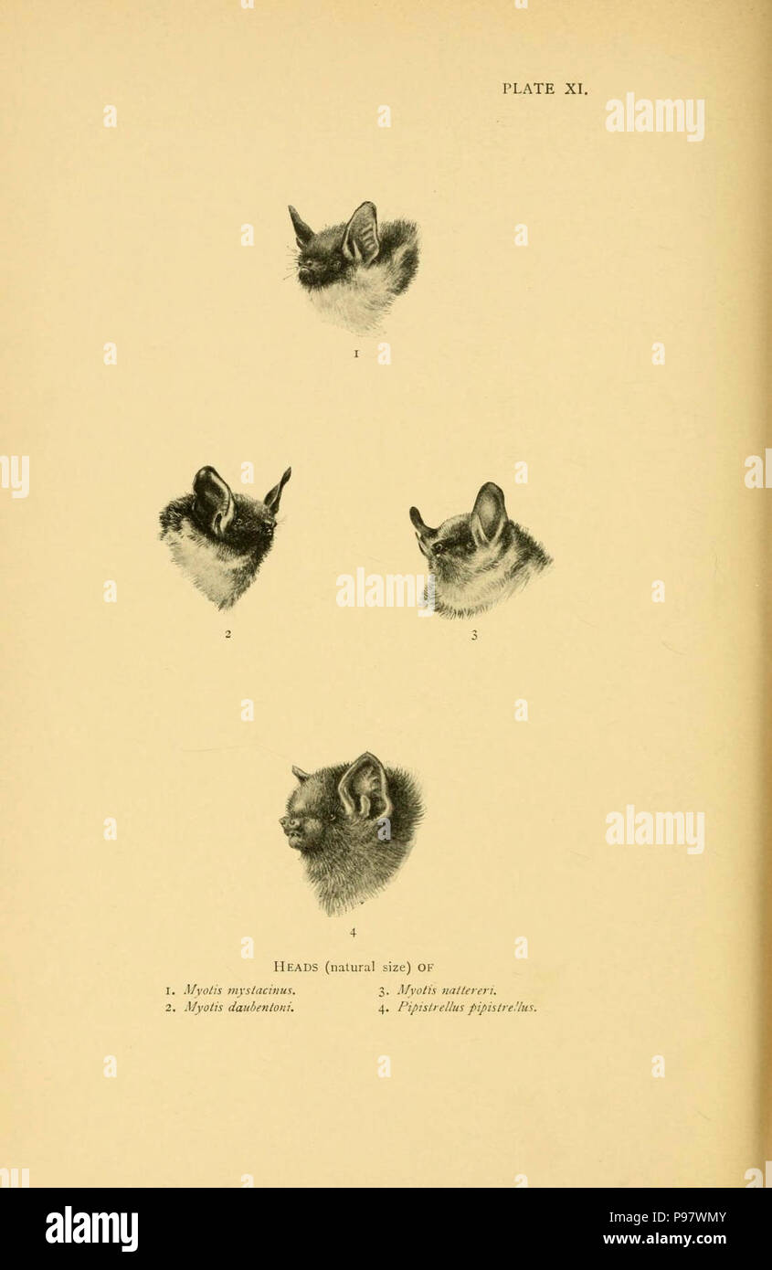A history of British mammals. v.1. London :Gurney and Jackson,1910-1921 ...