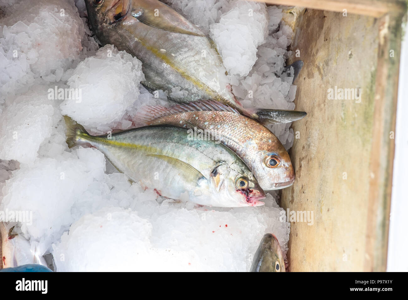Fish in cooler hi-res stock photography and images - Alamy