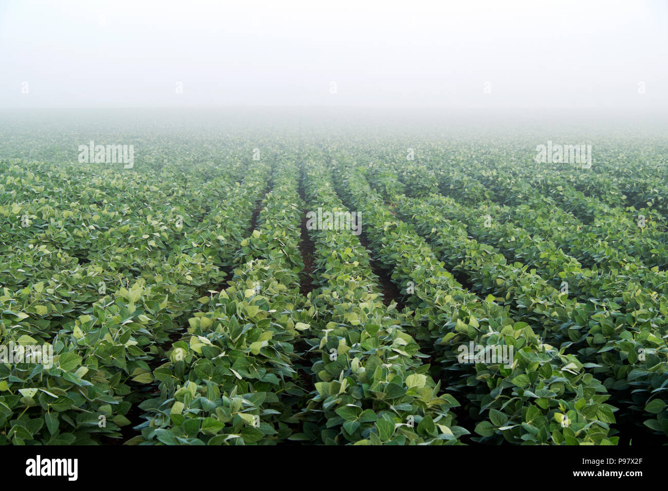 Soybean field hi-res stock photography and images - Alamy
