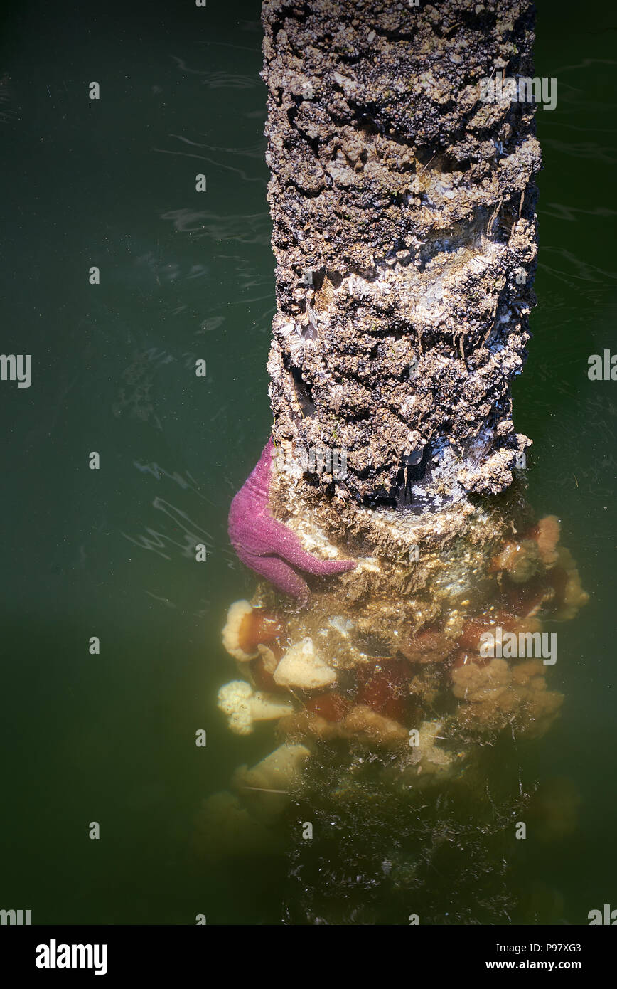 Ocean Pier Piling. Intertidal sea life clings to the pilings of a ...
