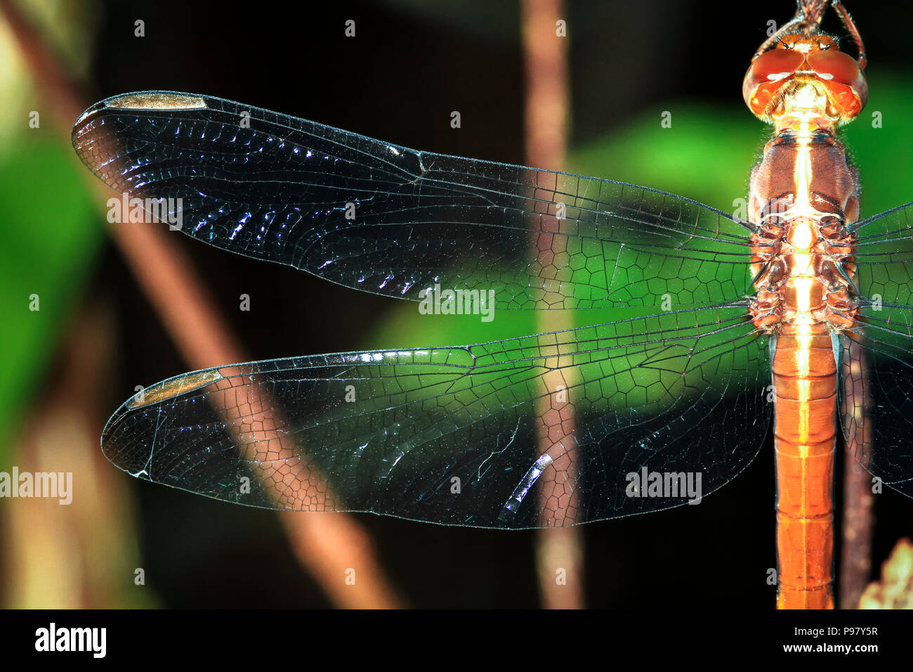 Dragonfly in belize hi-res stock photography and images - Alamy