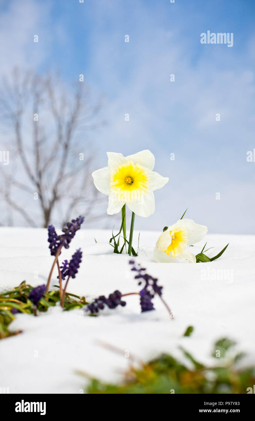 The first buds Daffodil flowers in spring. Season concept Stock Photo ...