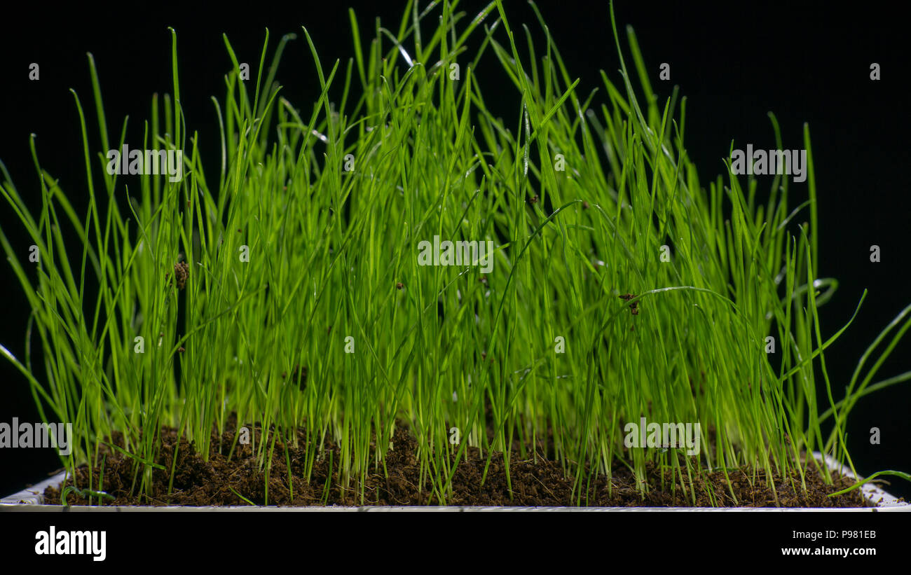 green grass in flower pod Stock Photo - Alamy
