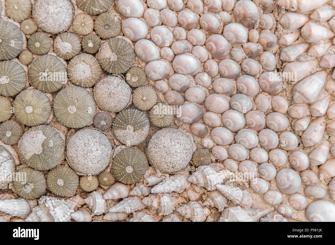 Big background decoration in cement house wall of several sea shell and ...