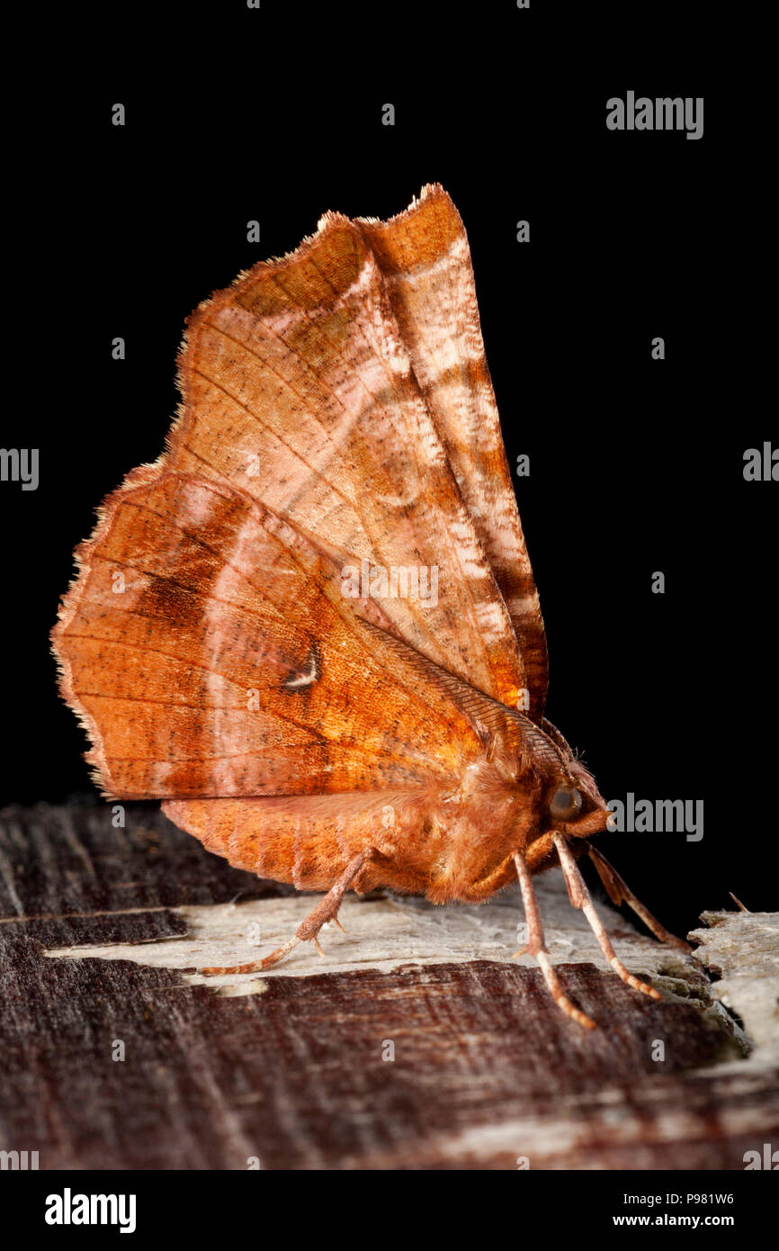 An early thorn moth, Selenia dentaria, photographed on a black ...