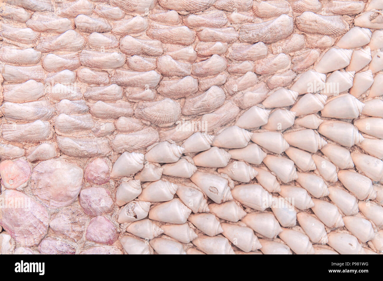 Background collection of shell and snail made in cement house wall ...