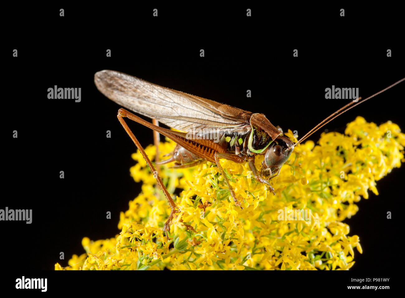 A male long-winged Roesel’s bush-cricket photographed in a studio on a ...