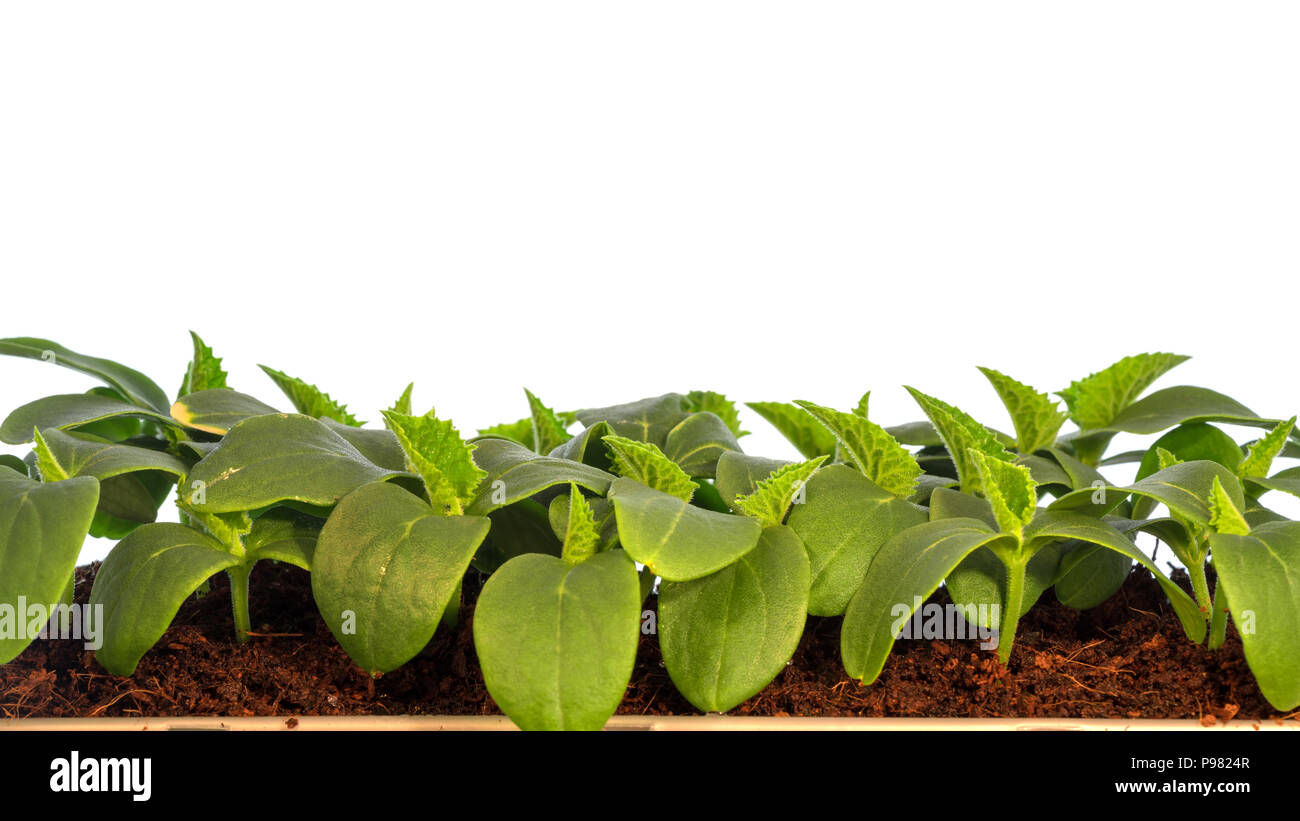 Seedlings of agricultural plants on white background Stock Photo - Alamy