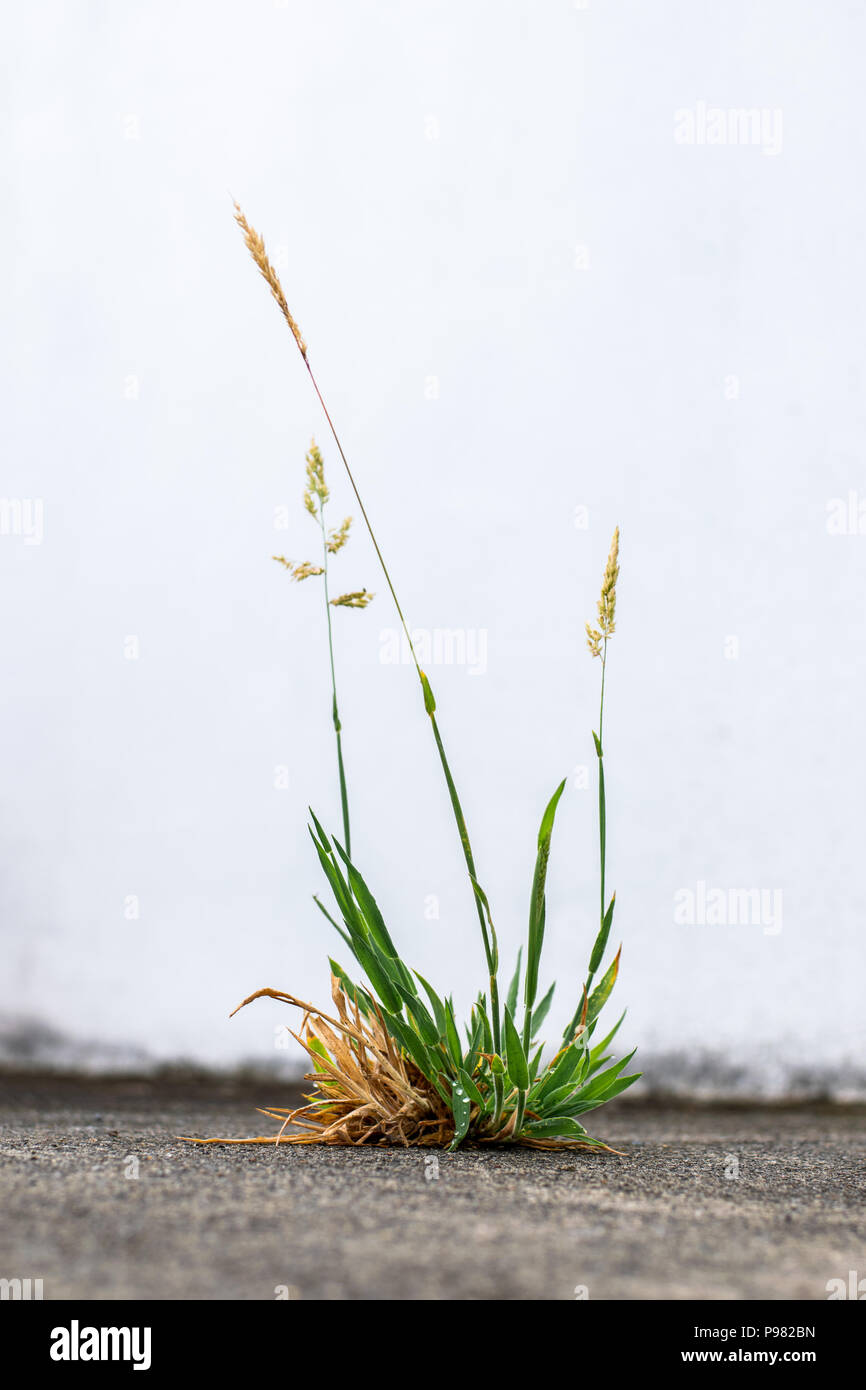 Tuft of grass Stock Photo - Alamy