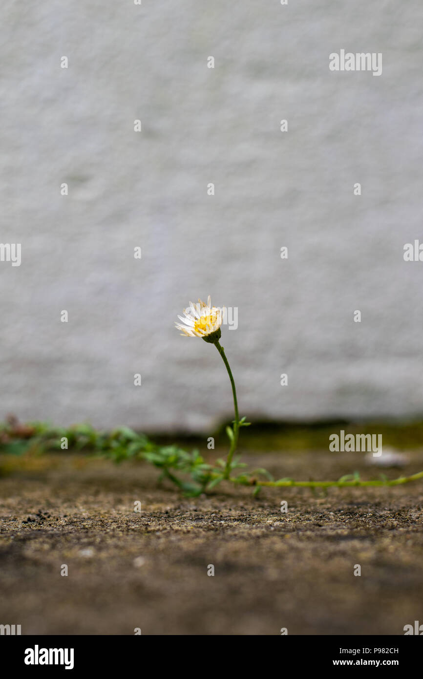 Daisy meadow autumn hi-res stock photography and images - Alamy