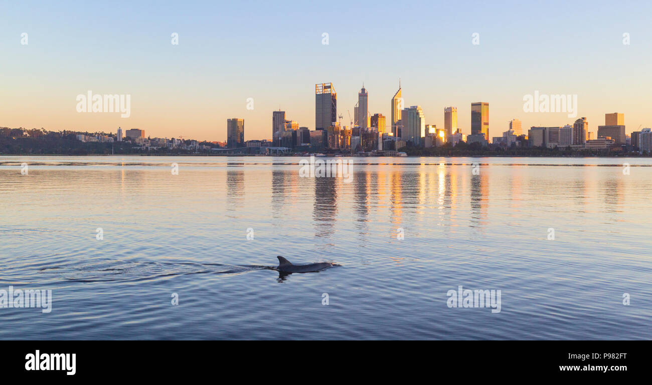 Indo-Pacific bottlenose dolphin (Tursiops aduncus) in the Swan River ...