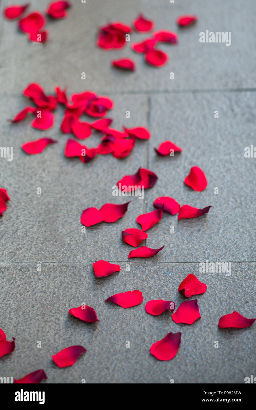 Rose petals on the pavement hi-res stock photography and images - Alamy