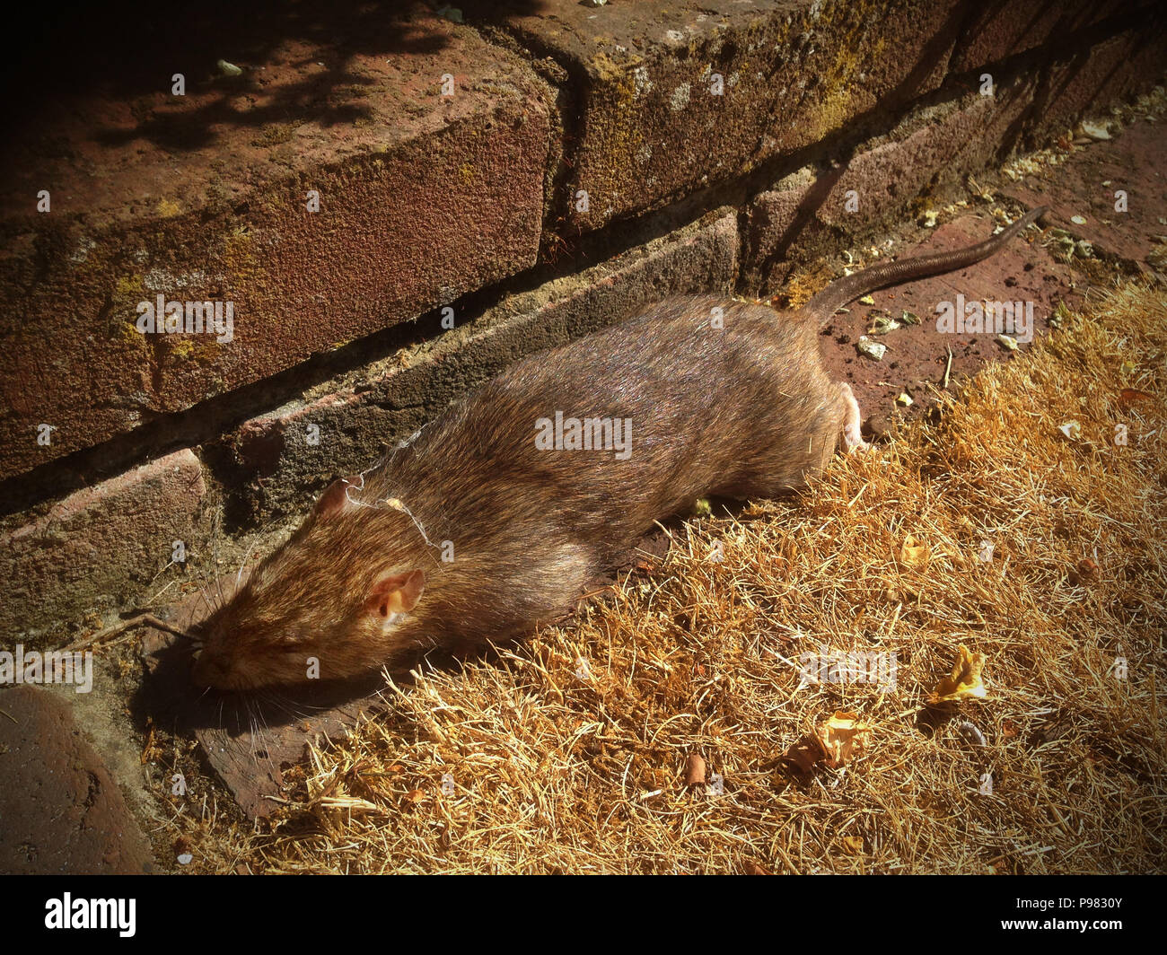 Rat. Dead Rat in Thaxted Essex UK. July 2018 Stock Photo - Alamy