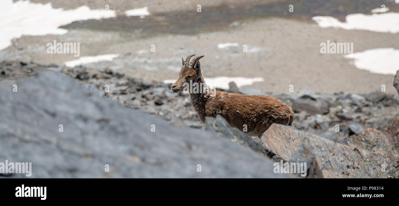 Goat rocks hi-res stock photography and images - Alamy