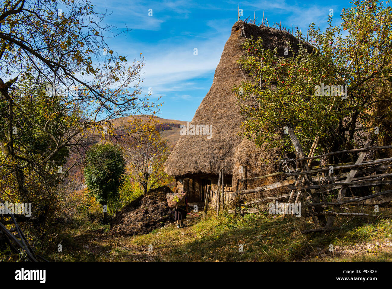 Ramet hi-res stock photography and images - Alamy