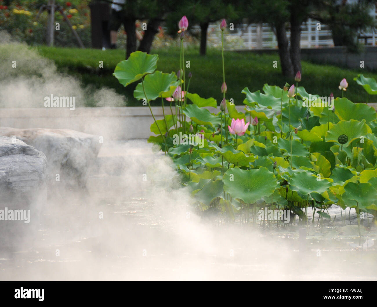 Beijin, Beijin, China. 16th July, 2018. Beijing, CHINA-Lotus flowers ...