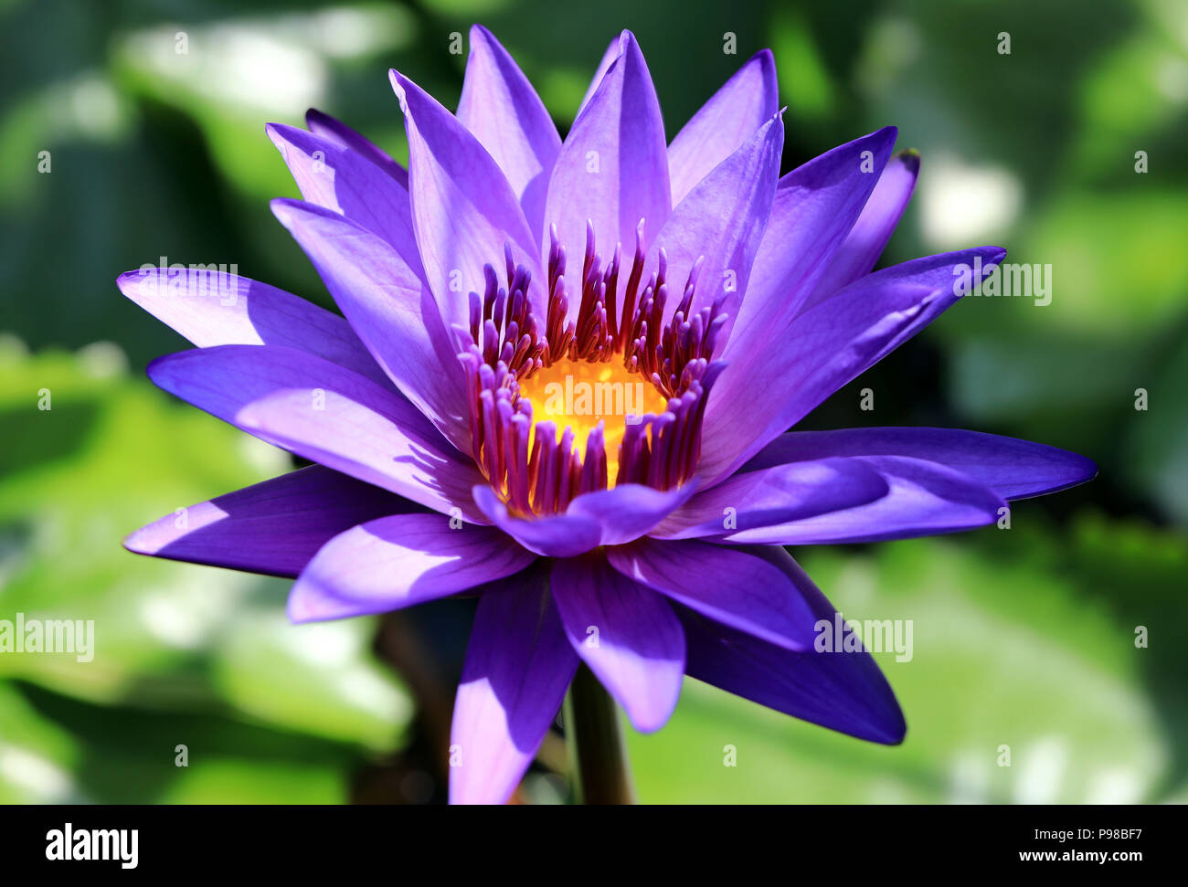 Magdeburg, Germany. 14th July, 2018. A water lily hybrid flower blossoming in the Gruson ...