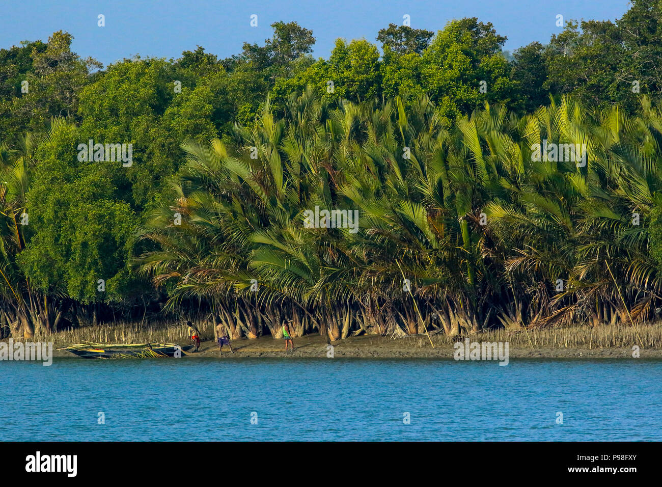 Nypa fruticans, commonly known as the nipa palm or mangrove palm ...